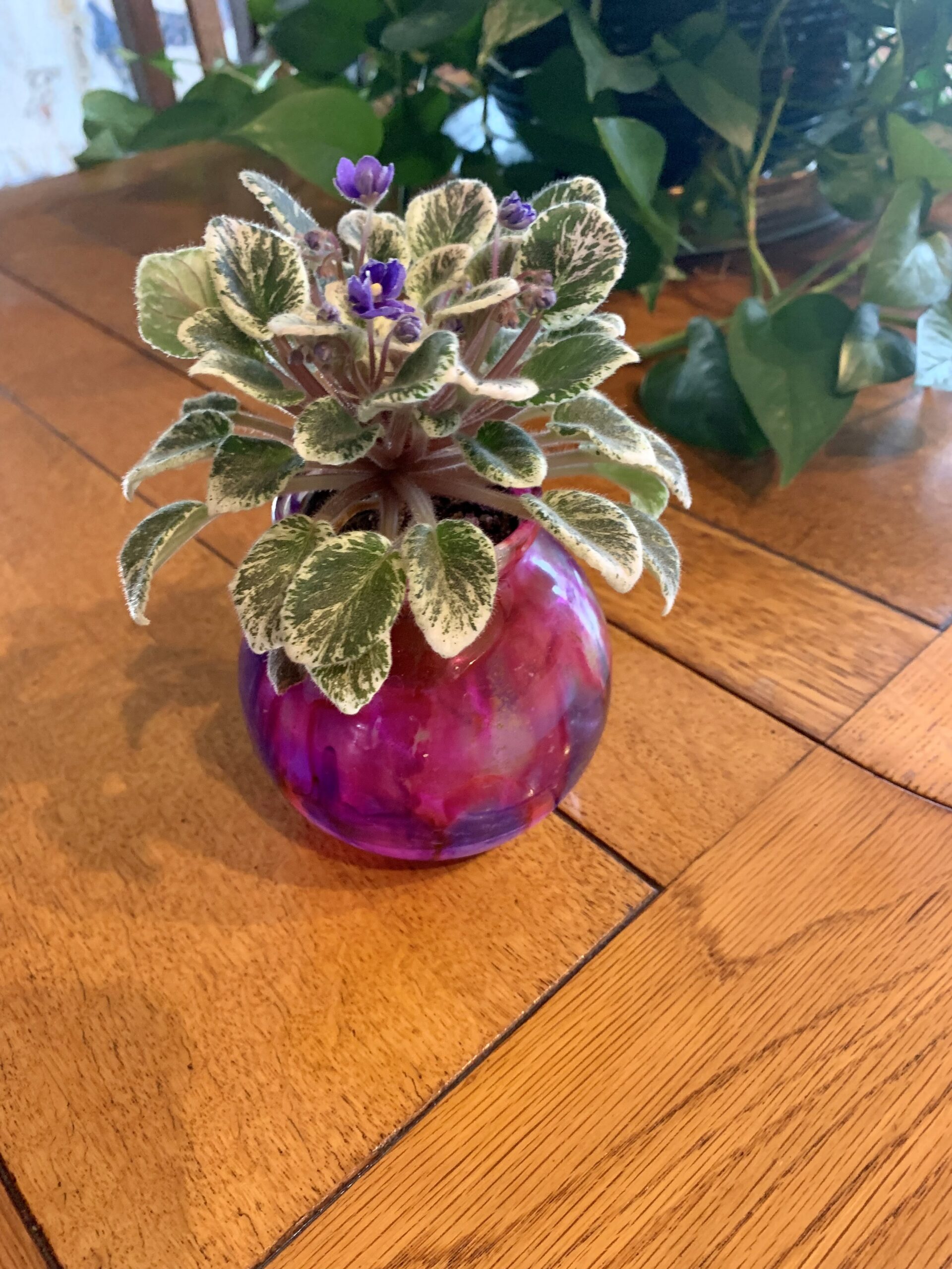 Miniature African Violets - Just Plant Crazy