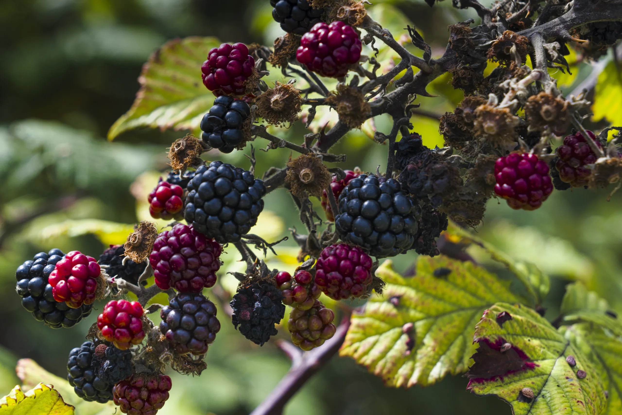 How to Grow Blackberries - Just Plant Crazy