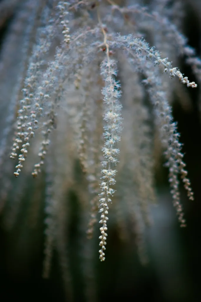 How To Grow Aruncus - Just Plant Crazy