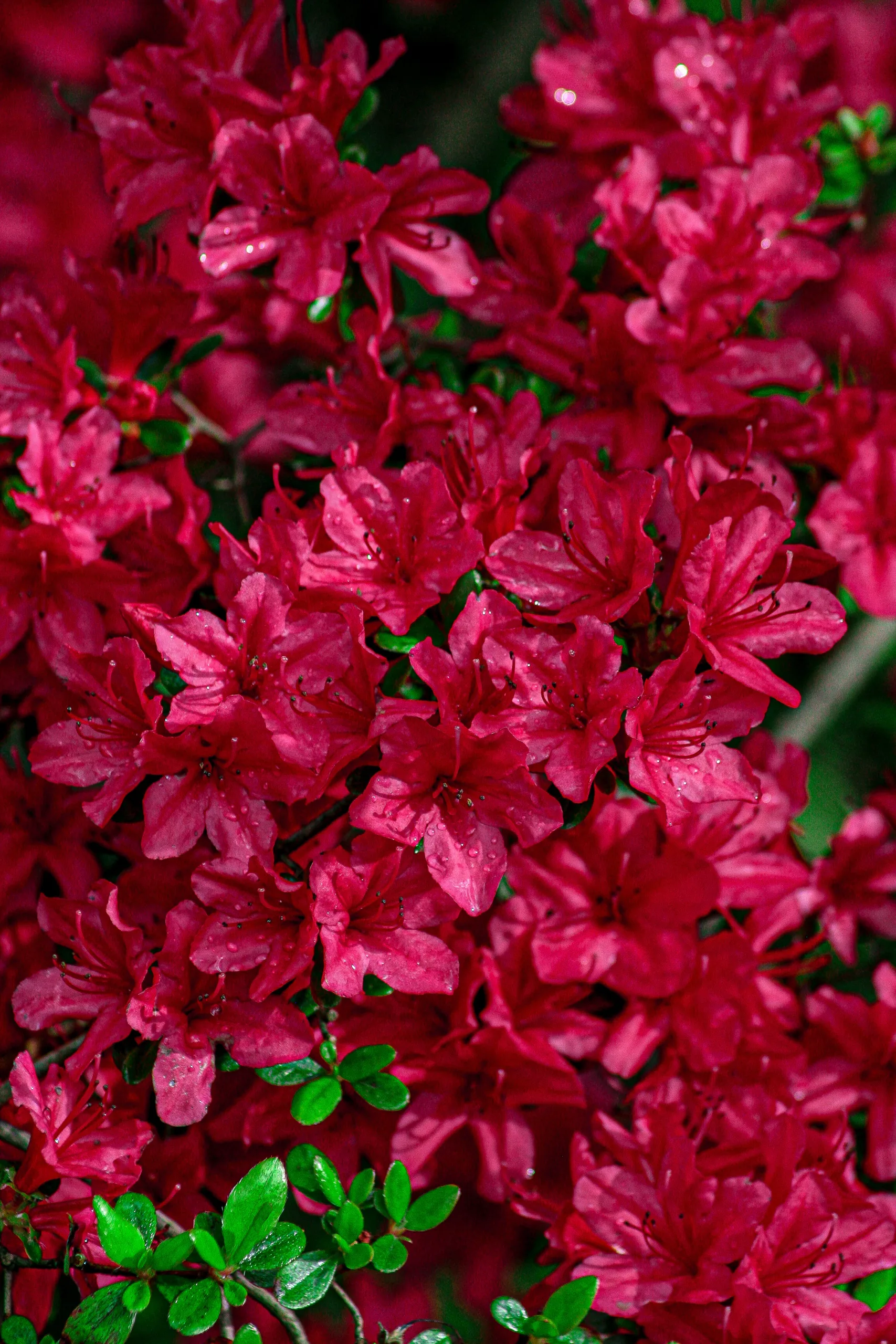 How To Grow Azalea - Just Plant Crazy