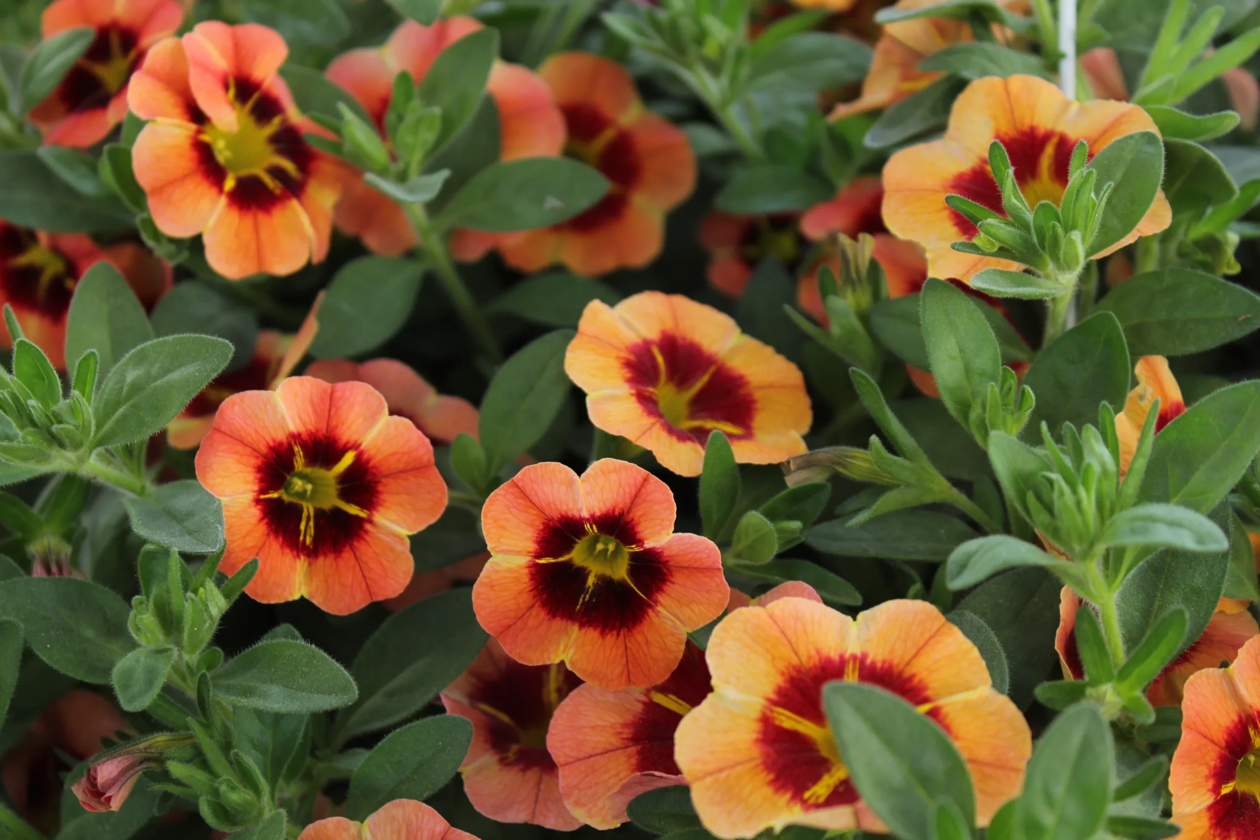 Calibrachoa Plant Care - Just Plant Crazy