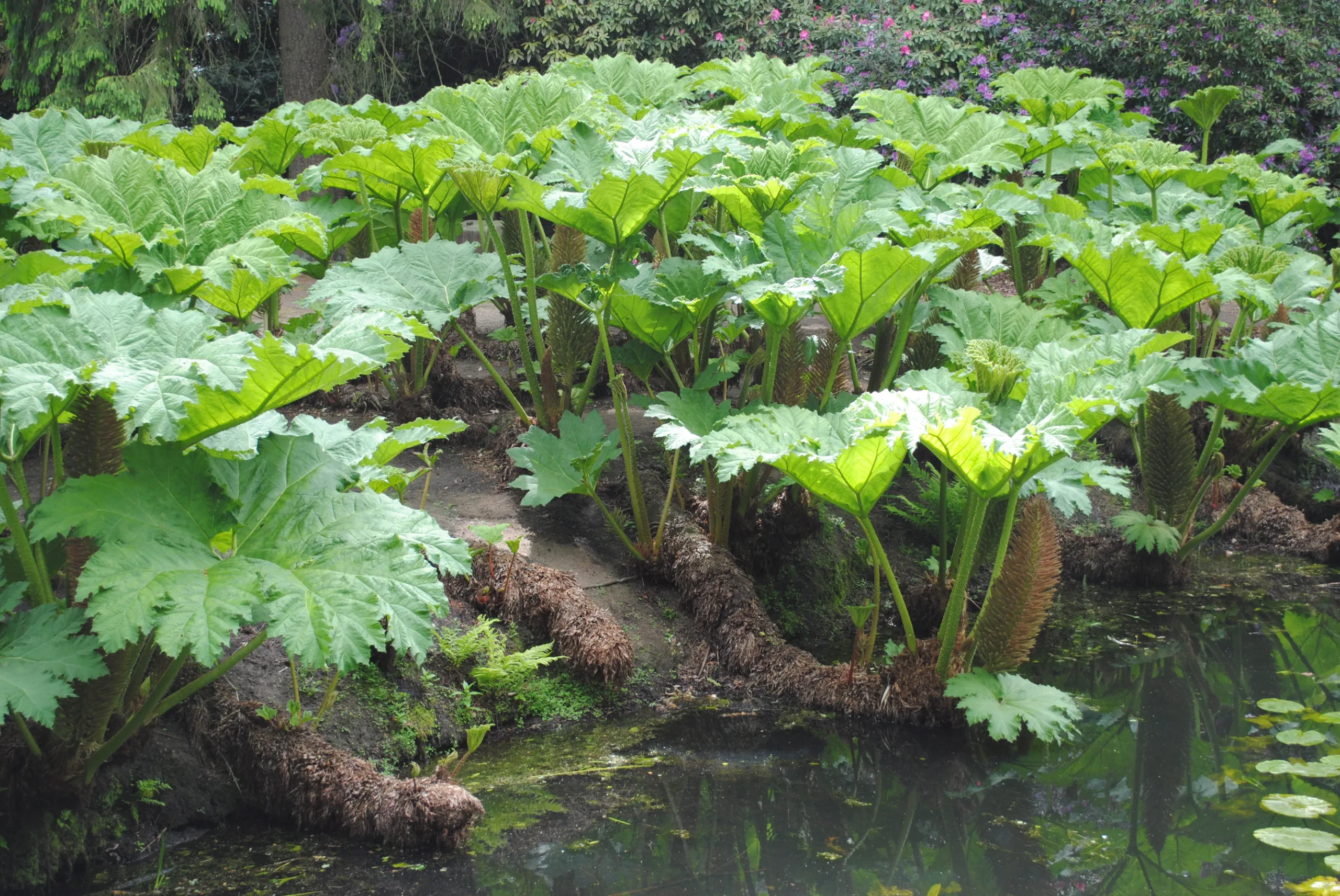 How To Grow Gunnera - Just Plant Crazy