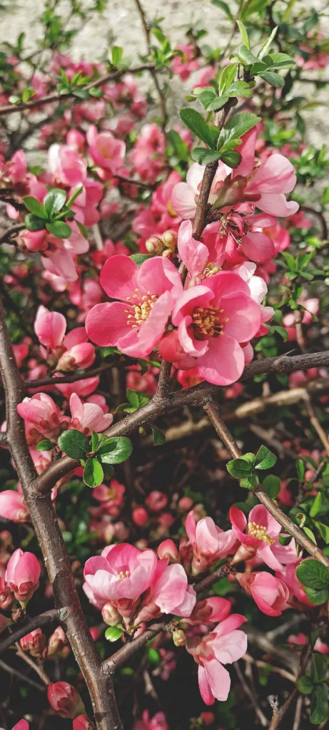 How To Grow Quince - Just Plant Crazy