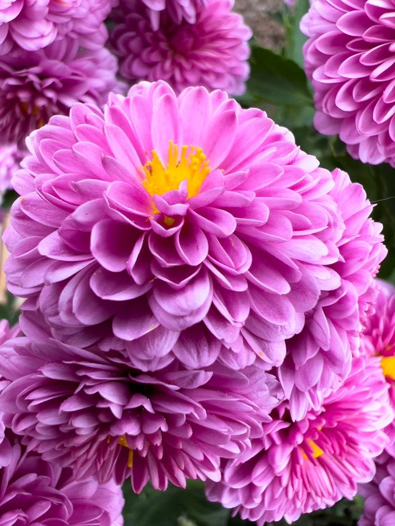 Mums That Are Perennials - Just Plant Crazy