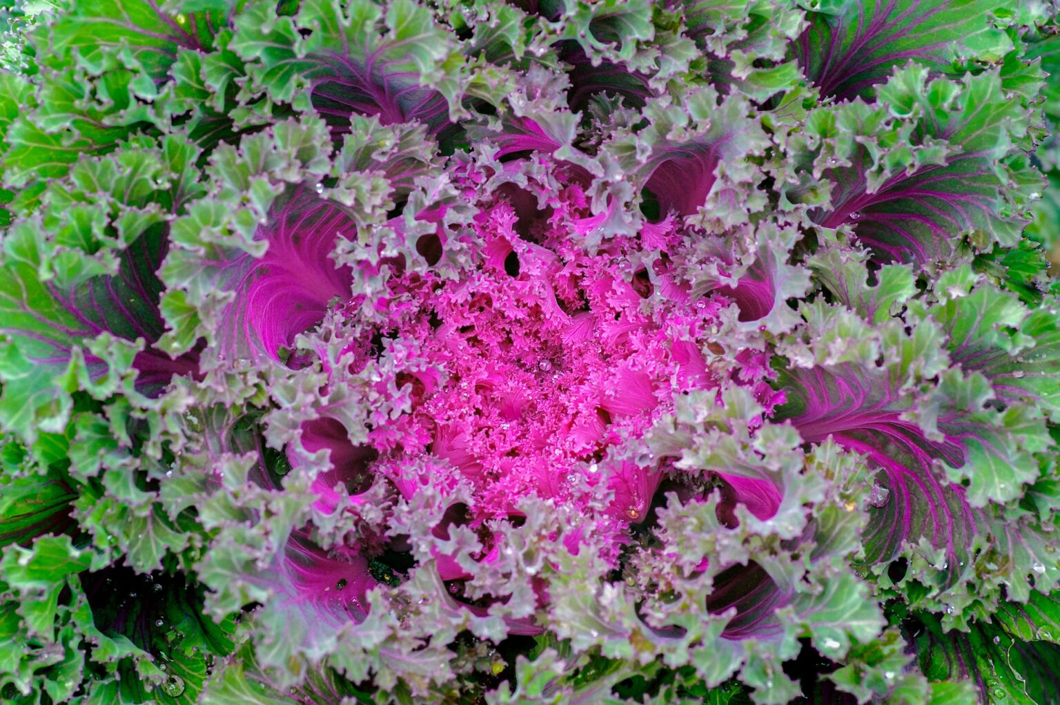 How to Grow Ornamental Cabbage - Just Plant Crazy
